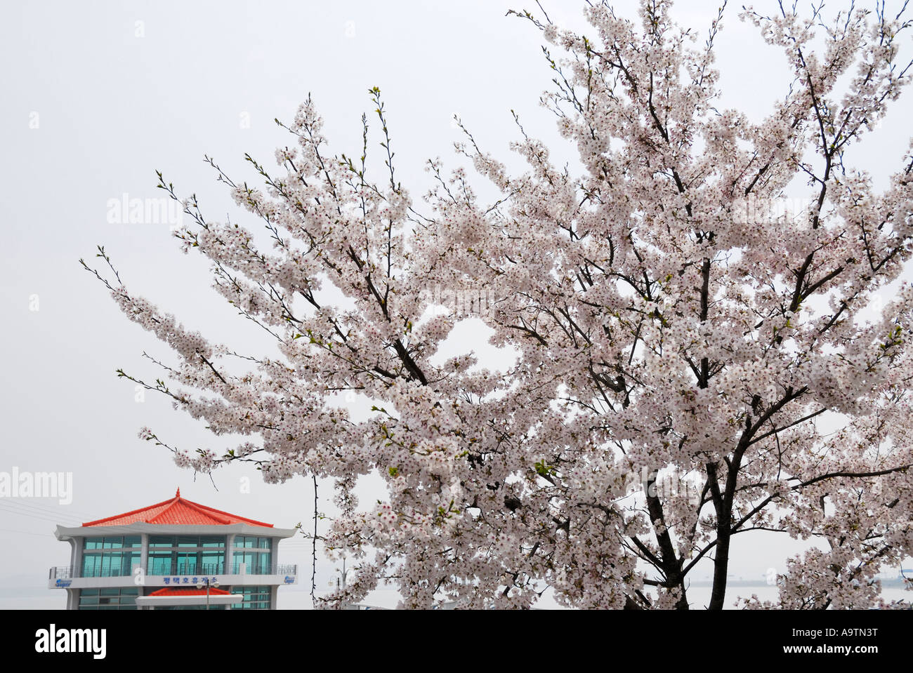 Signs of spring in Dangjin City, KR Stock Photo - Alamy