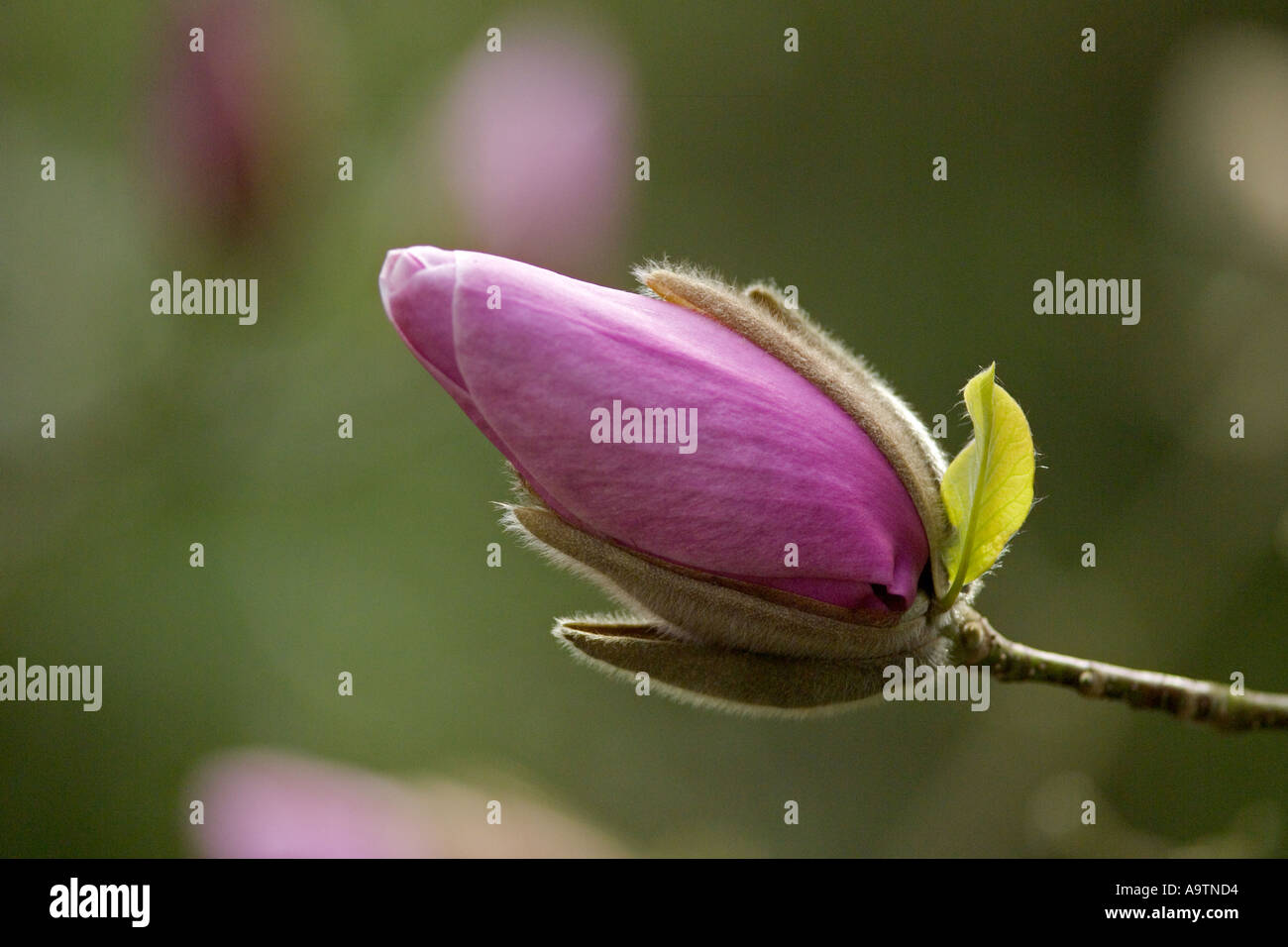 Magnolia atlas hi-res stock photography and images - Alamy