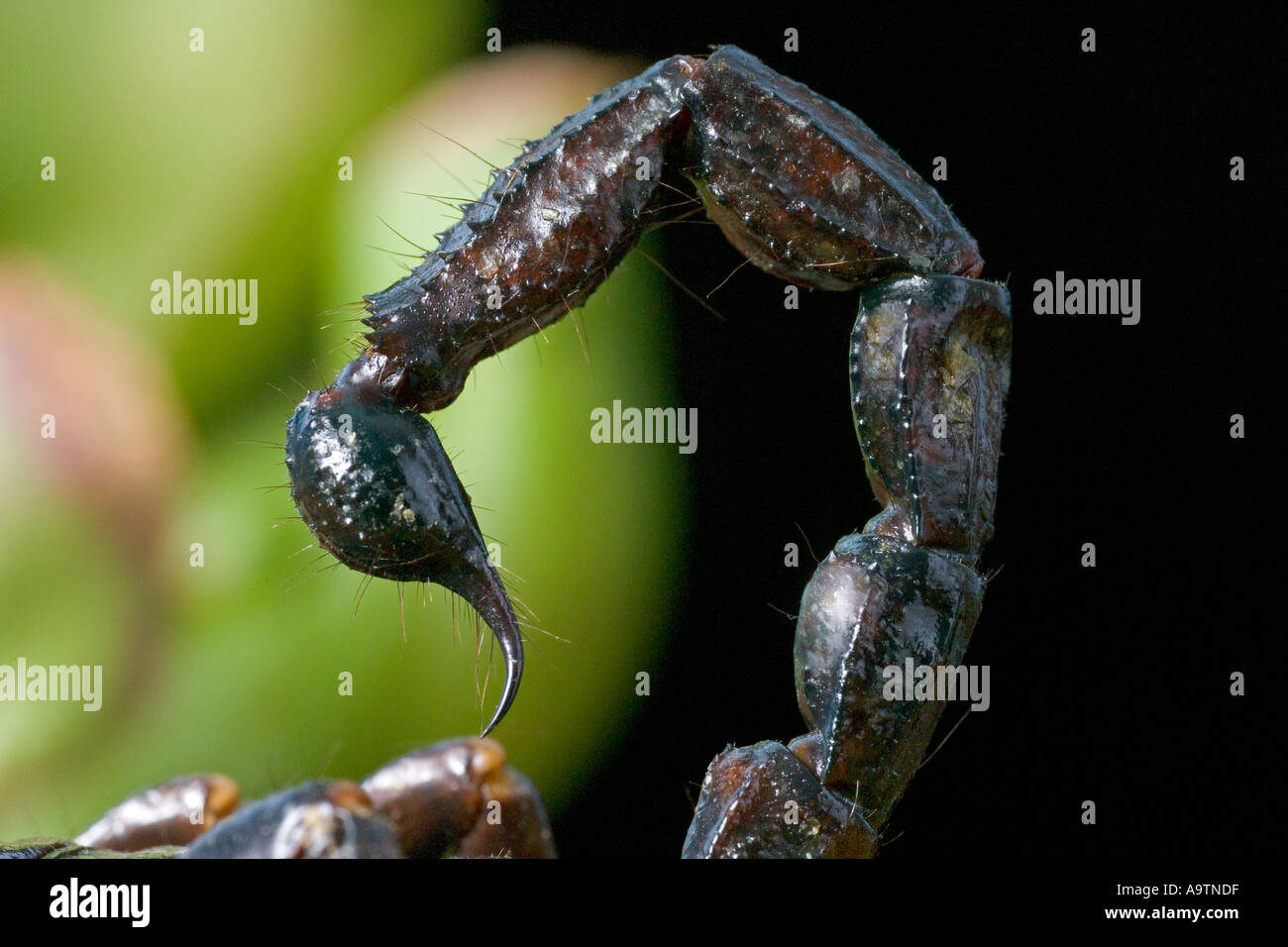 Tail showing hi-res stock photography and images - Alamy