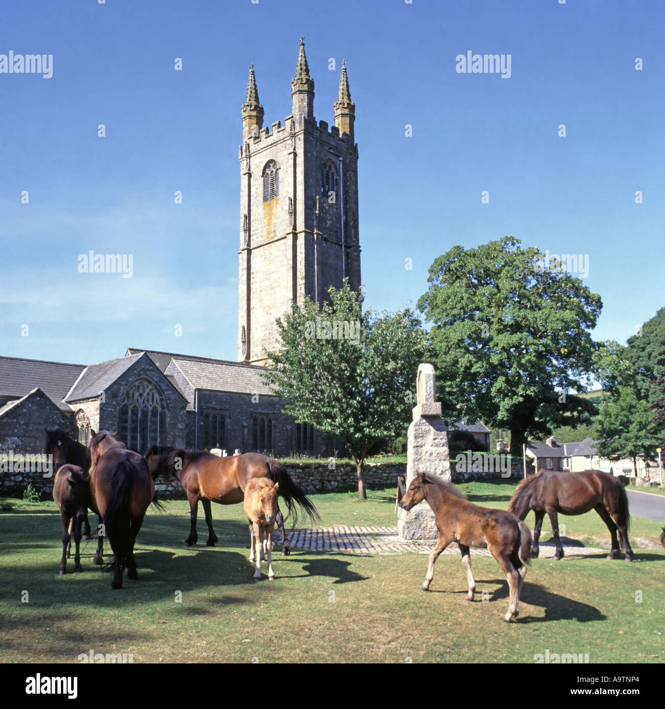 Widecombe In The Moor in Dartmoor National Park with horses grazing on ...