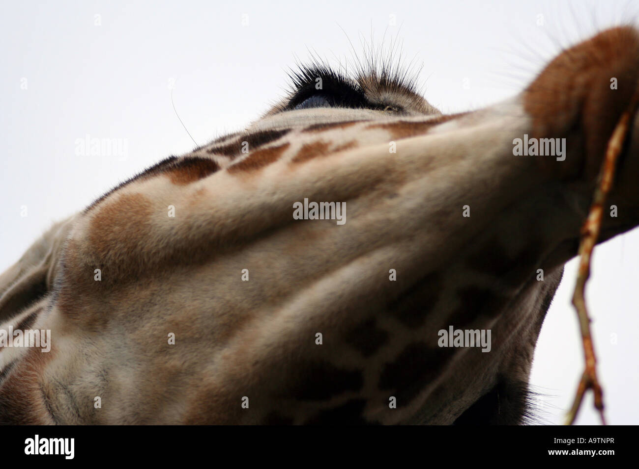 Close up of giraffe feeding Stock Photo - Alamy
