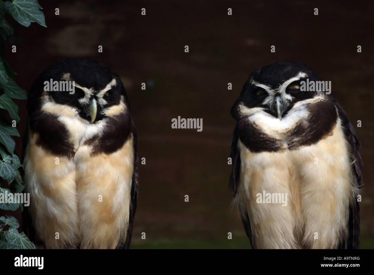 Spectacled owls hi-res stock photography and images - Alamy