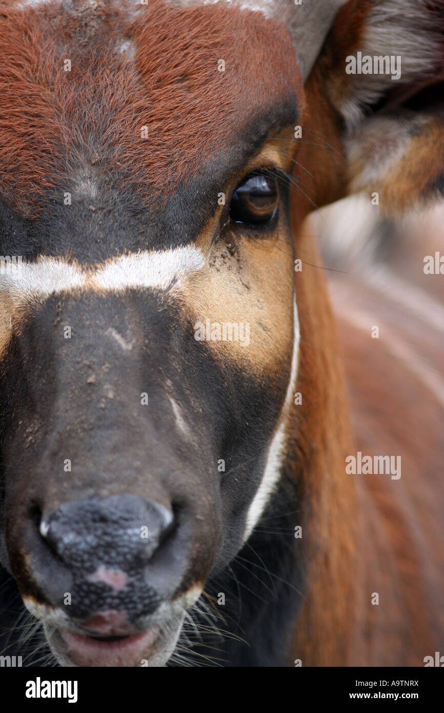 Kenya bongo hi-res stock photography and images - Alamy