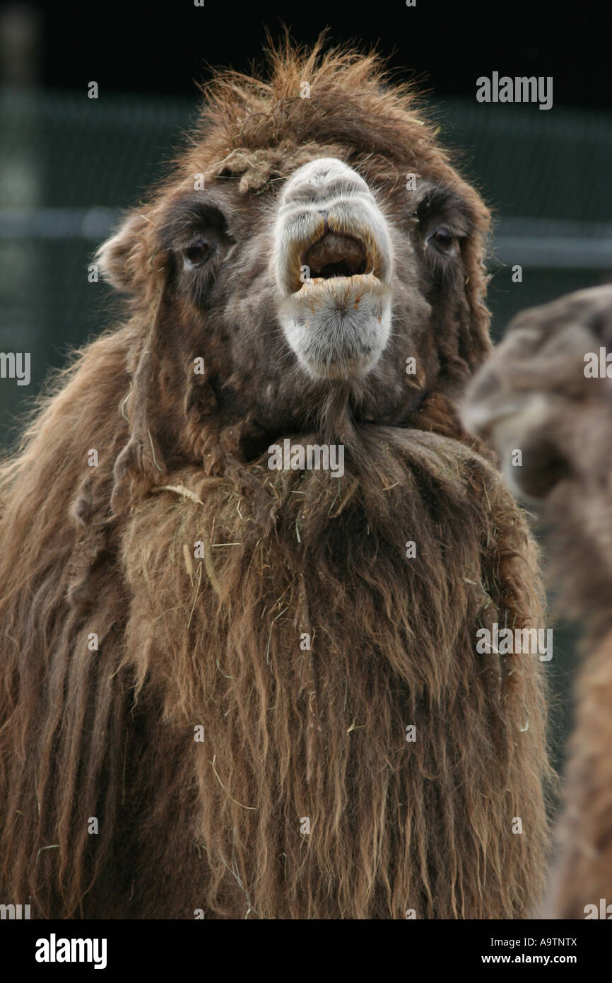 Bactrian endangered species hi-res stock photography and images - Alamy