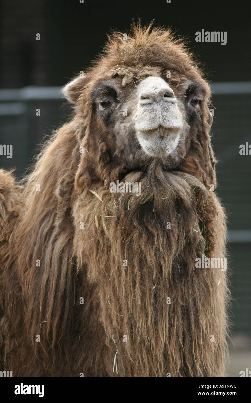 Bactrian endangered species hi-res stock photography and images - Alamy