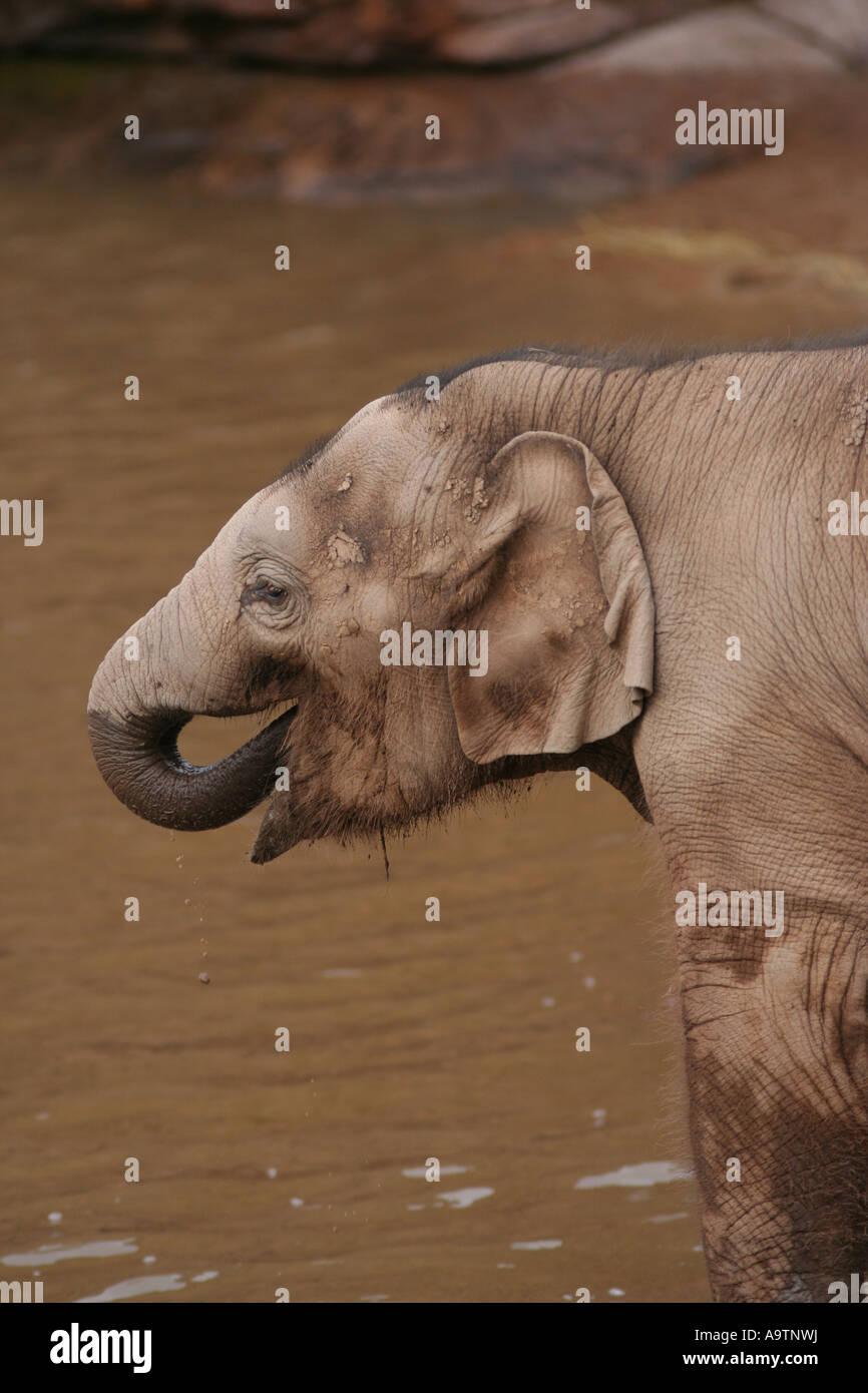 Asian elephant drinking Stock Photo - Alamy
