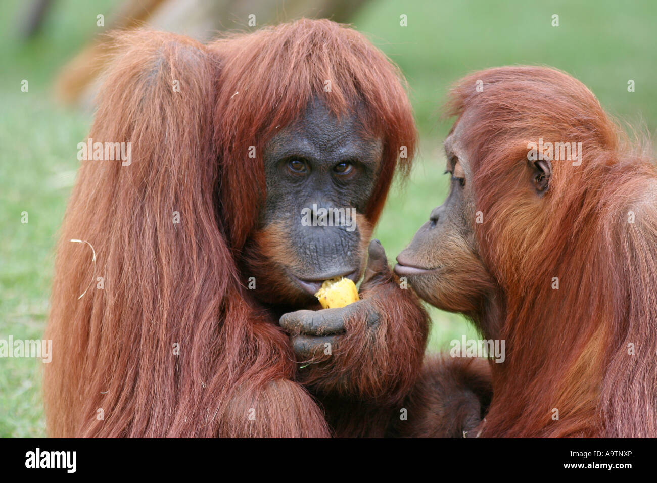 Pongo abelli hi-res stock photography and images - Alamy