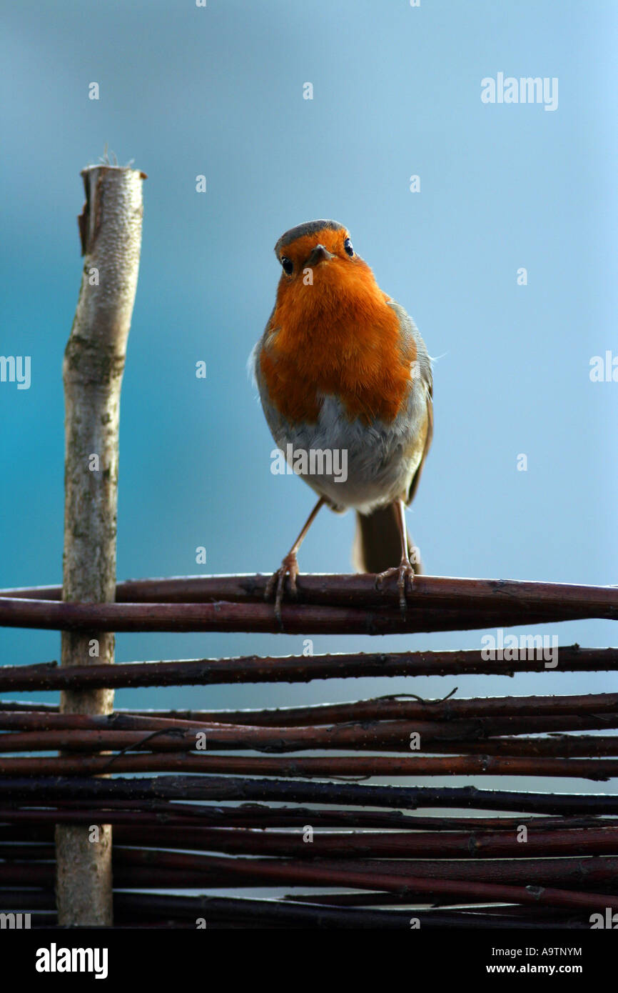 Robin, uk native species Stock Photo - Alamy