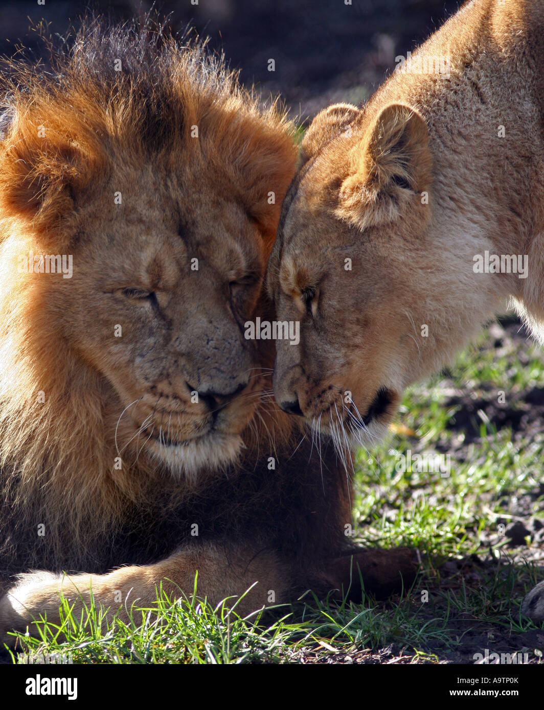 Lions Nuzzling
