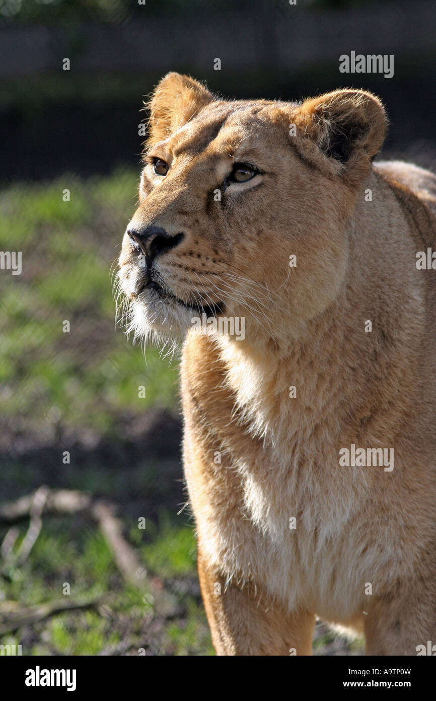 female asiatic lion Stock Photo - Alamy