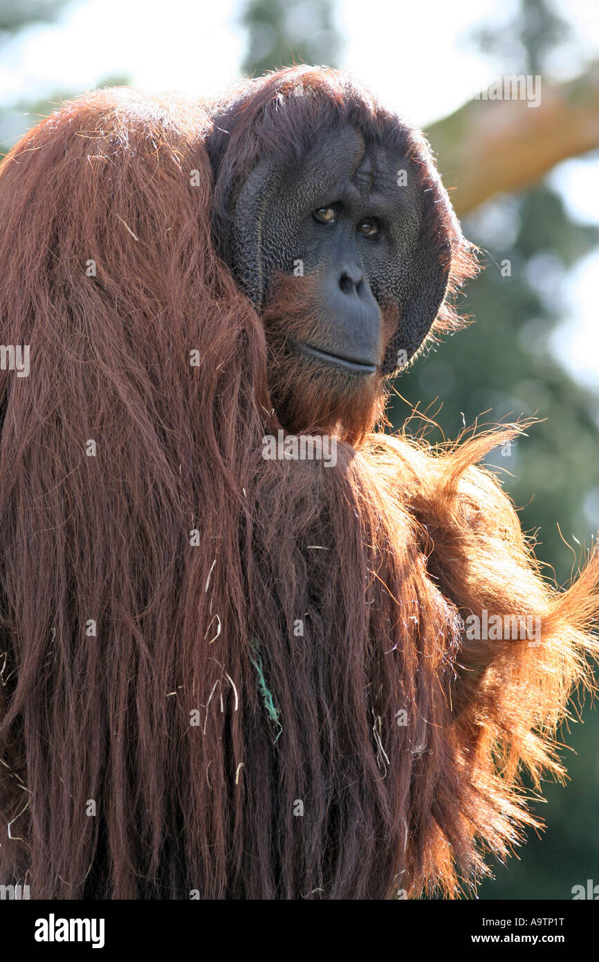 Male has large cheek pads hi-res stock photography and images - Alamy