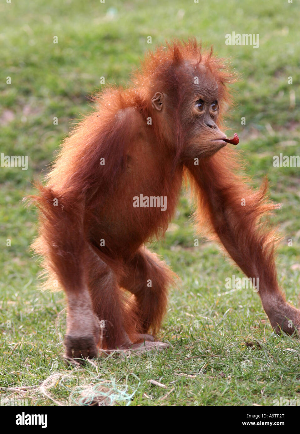 Baby sumatran orangutan Stock Photo - Alamy