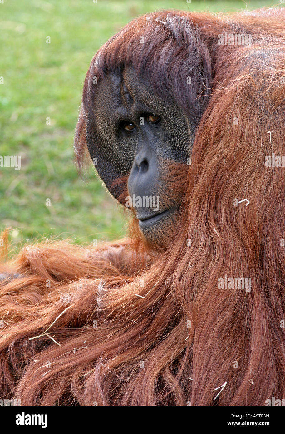 Male Sumatran Orangutan Stock Photo - Alamy