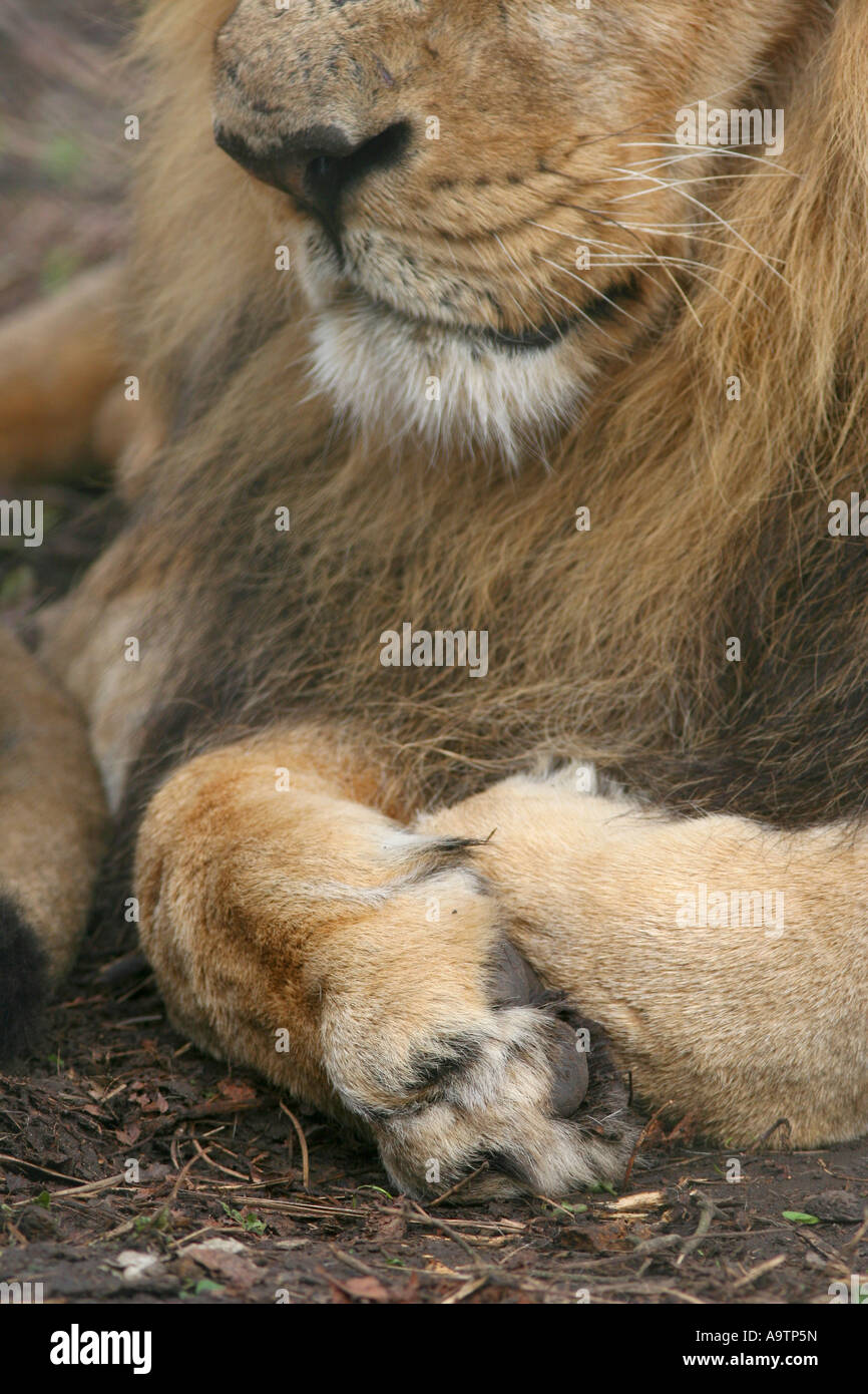 male asiatic lion paws Stock Photo - Alamy