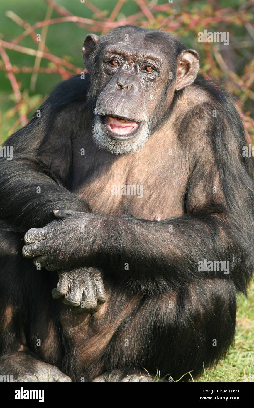 Female chimpanzee and youngster Stock Photo - Alamy