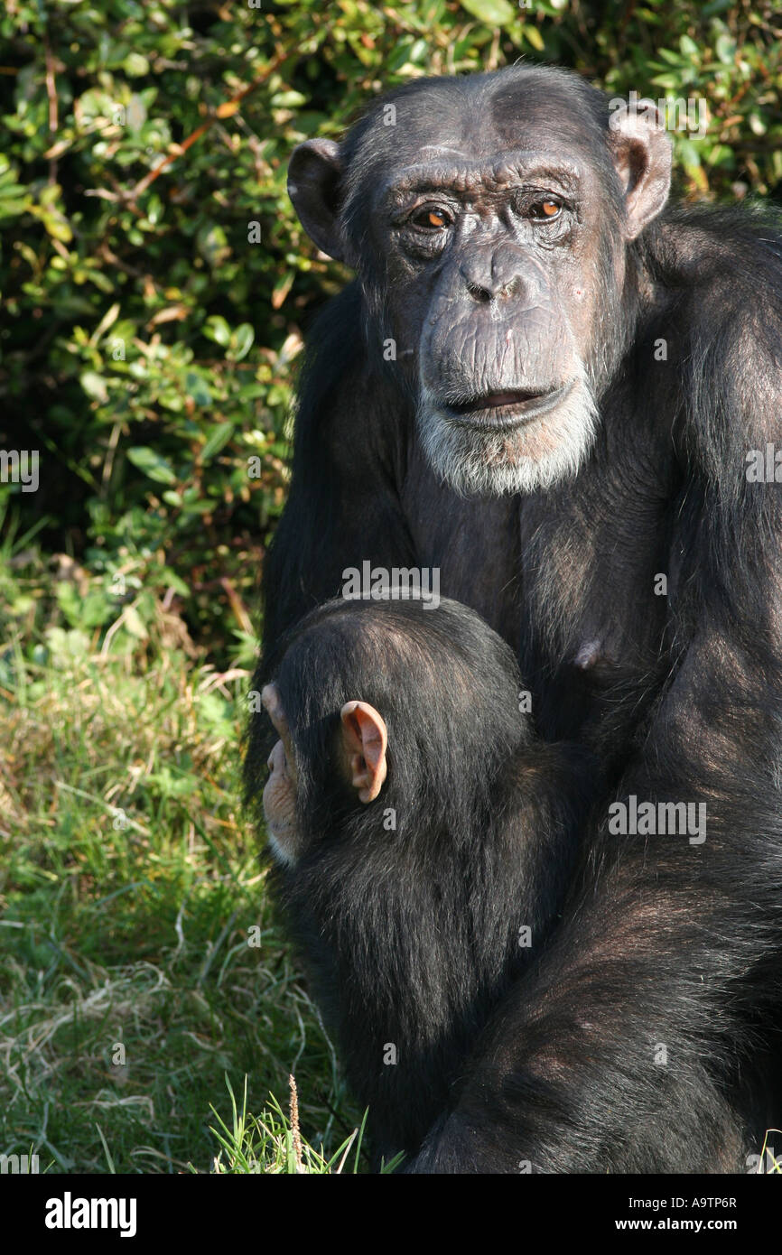 Female chimpanzee and youngster Stock Photo - Alamy