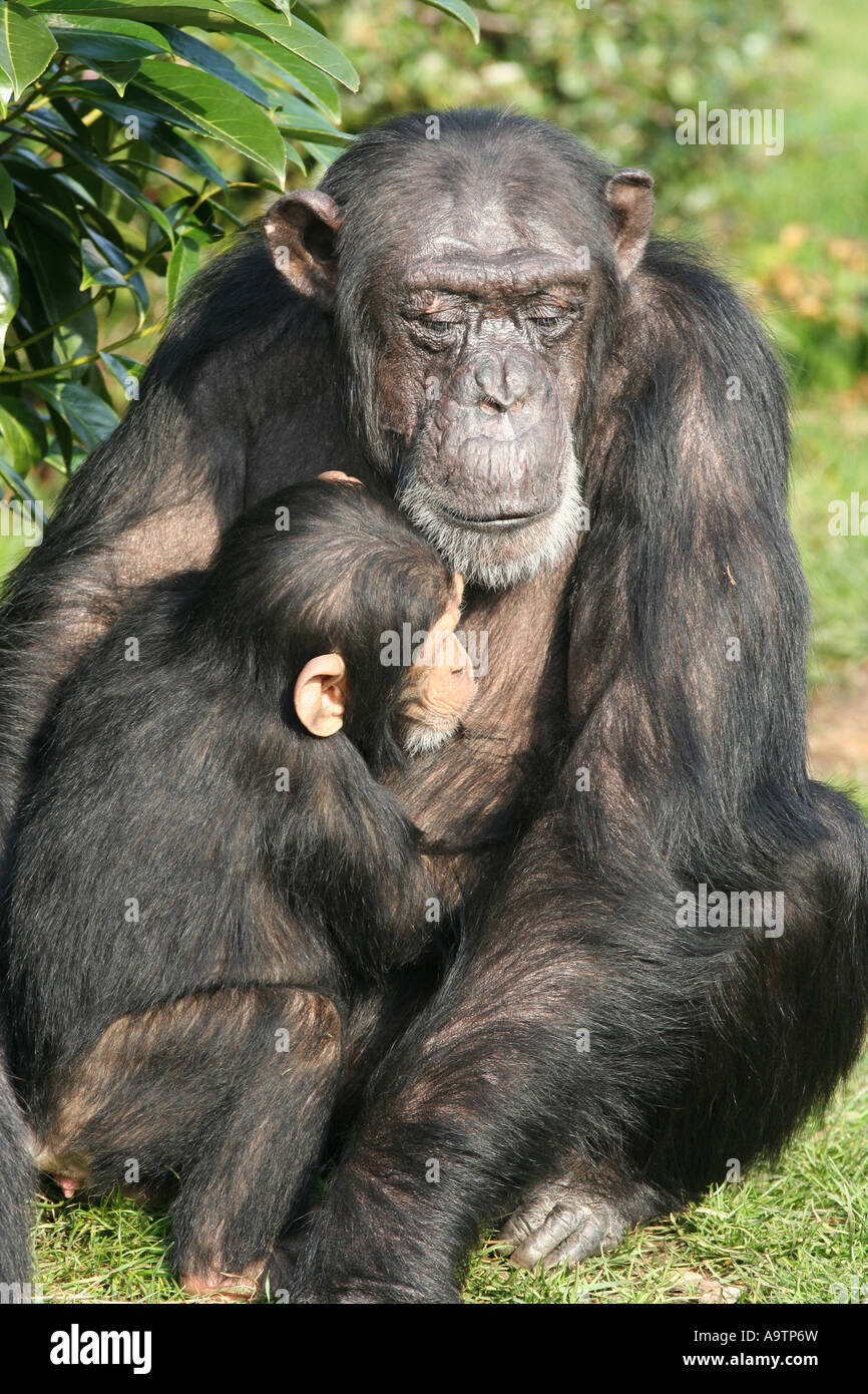 Female chimpanzee and youngster Stock Photo - Alamy