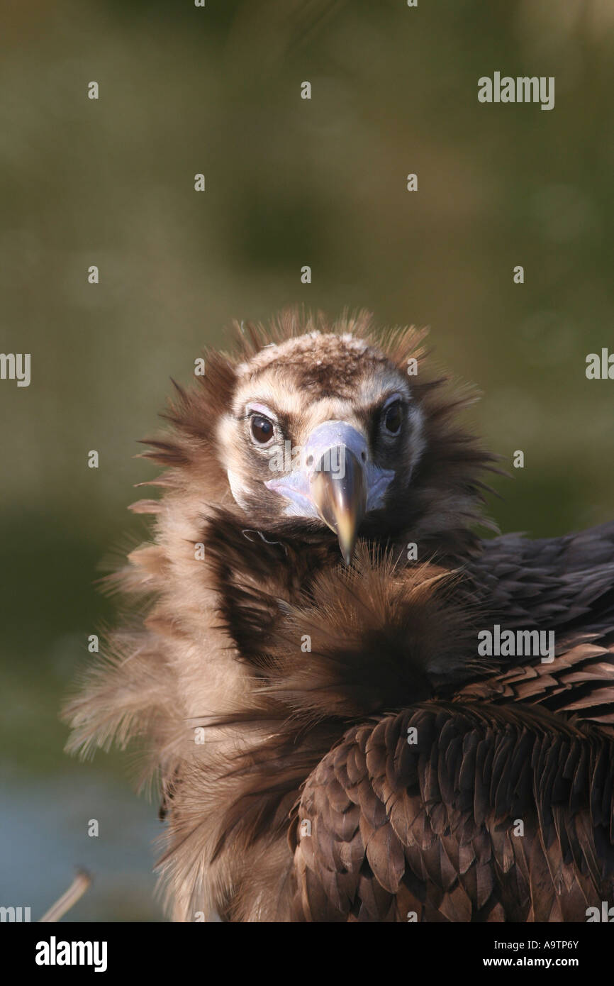 European black vulture Stock Photo - Alamy
