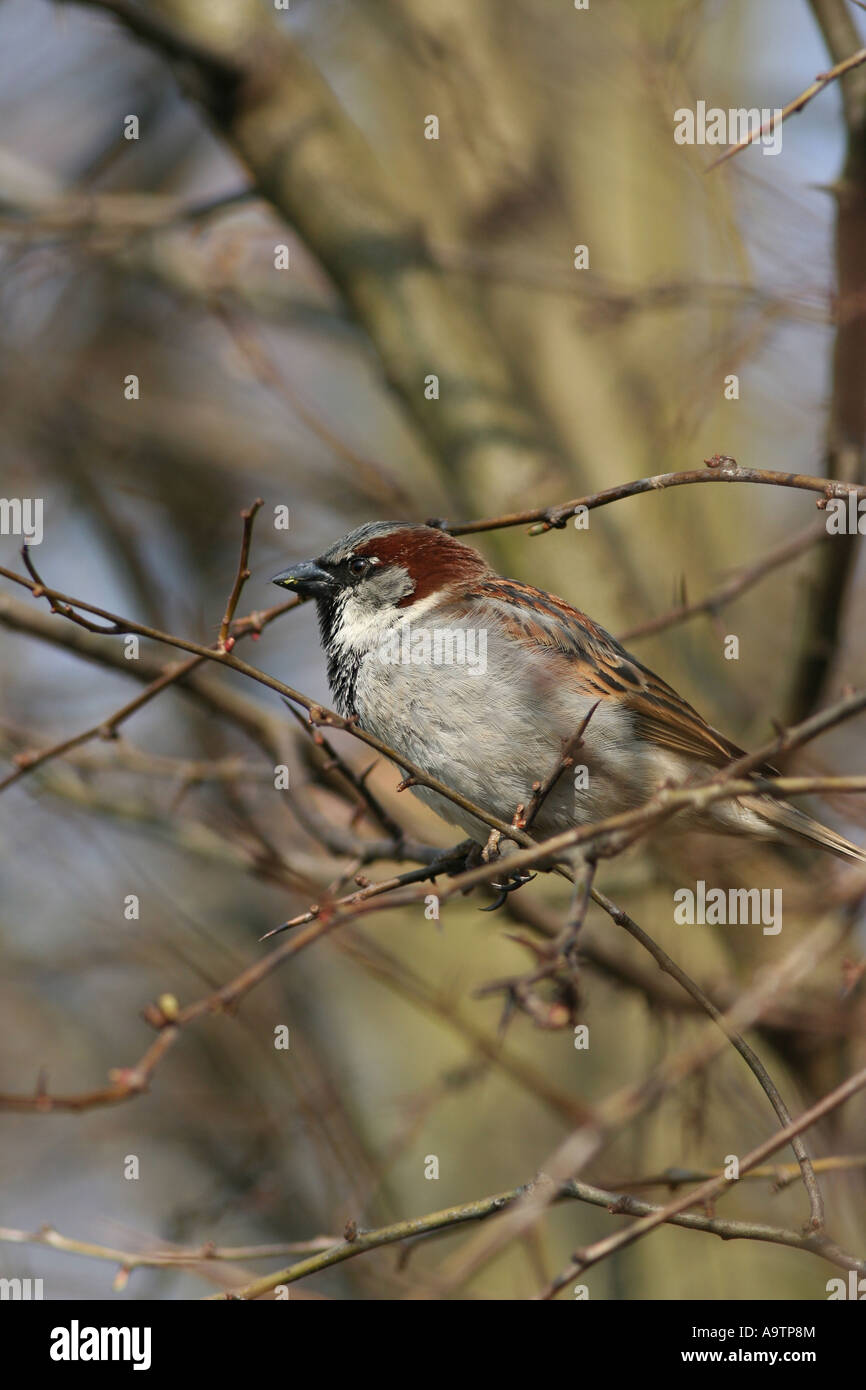 House Sparrow in Winter Stock Photo - Alamy
