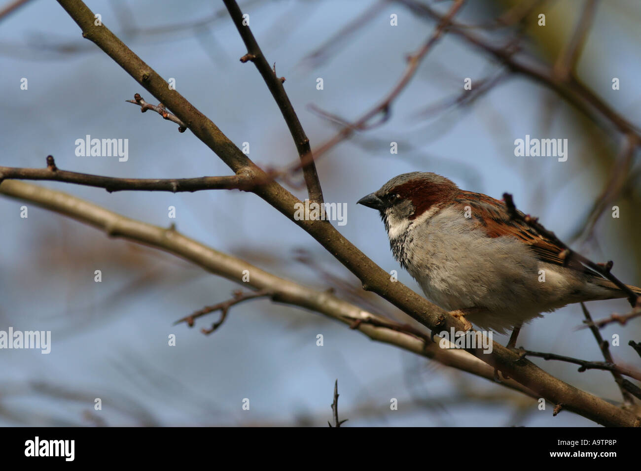 House Sparrow in Winter Stock Photo - Alamy