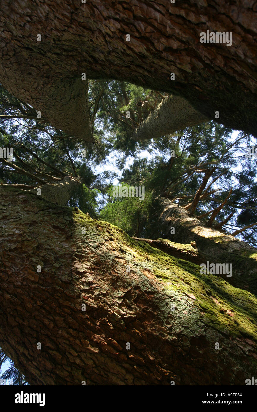 Scotland view from below huge massive old ancient tree scottish hi-res ...