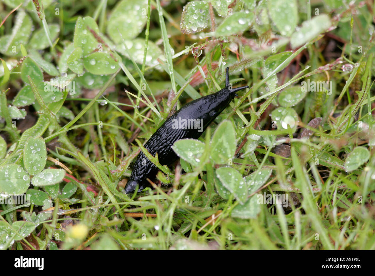 Black slug on wet grass scotland uk Stock Photo - Alamy
