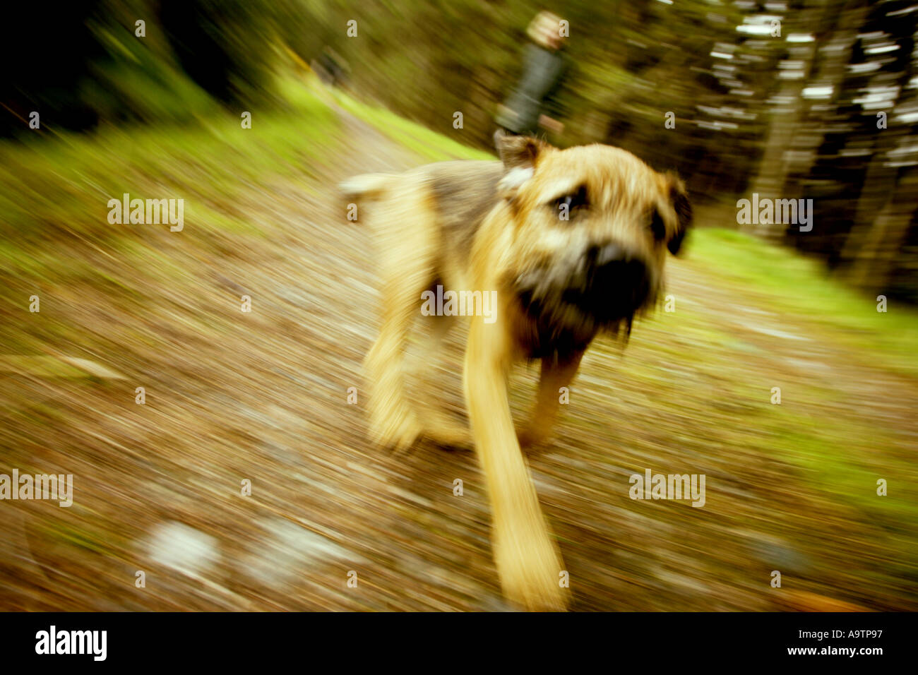 Scottish terrier running hi-res stock photography and images - Alamy