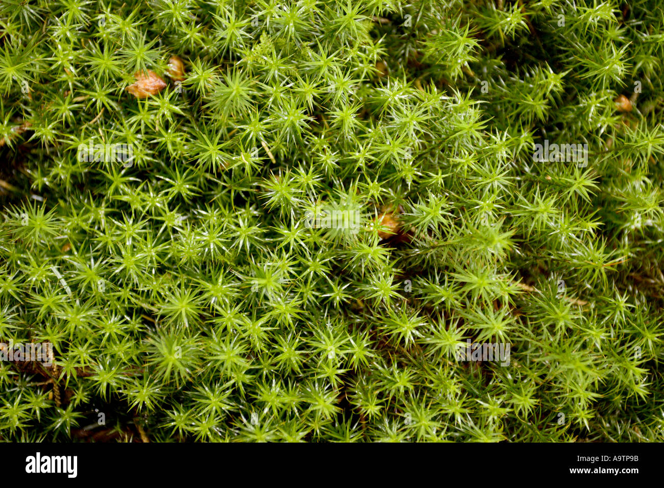 Rhizoids hi-res stock photography and images - Alamy