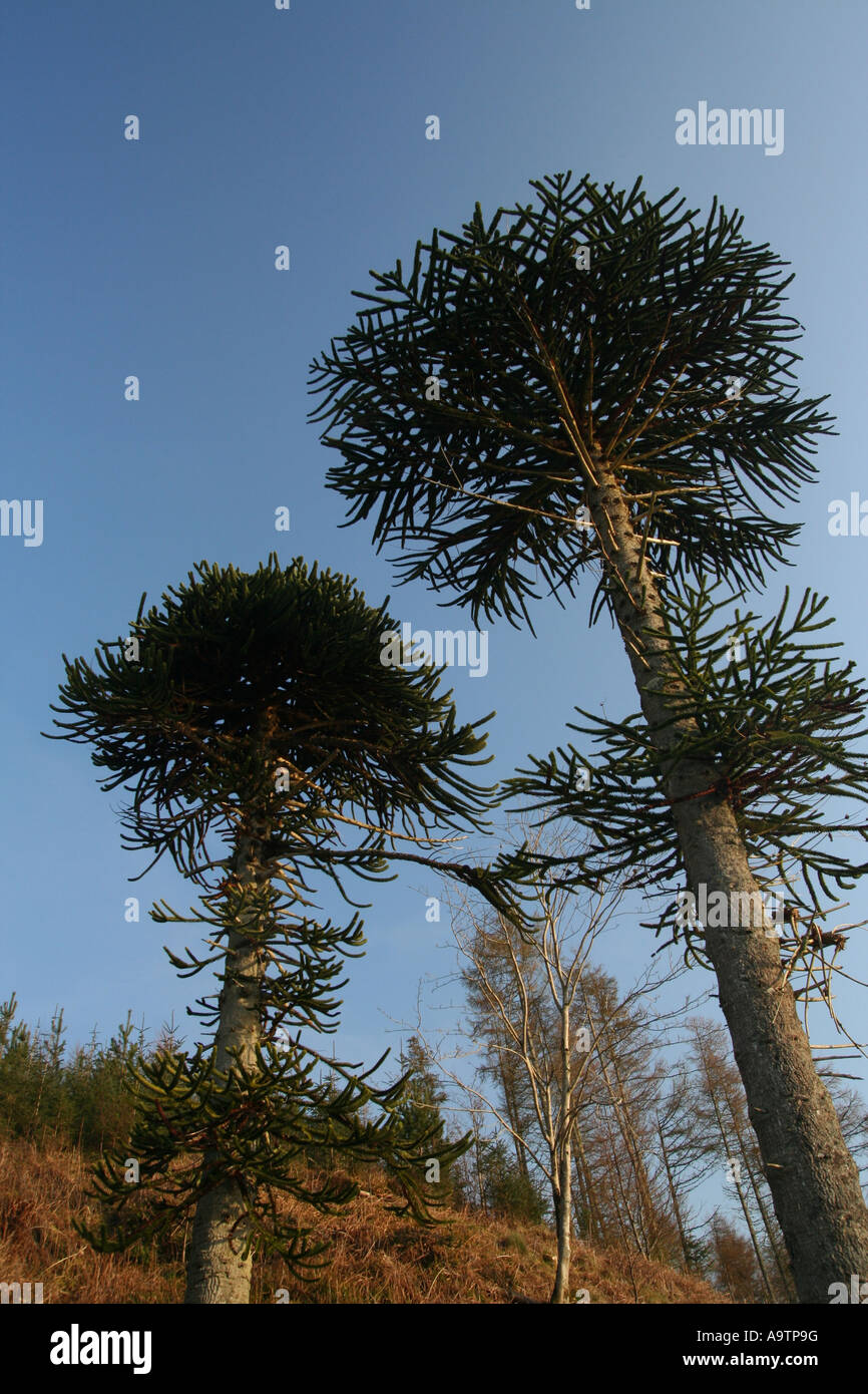 Monkey puzzle trees, Scotland Stock Photo - Alamy