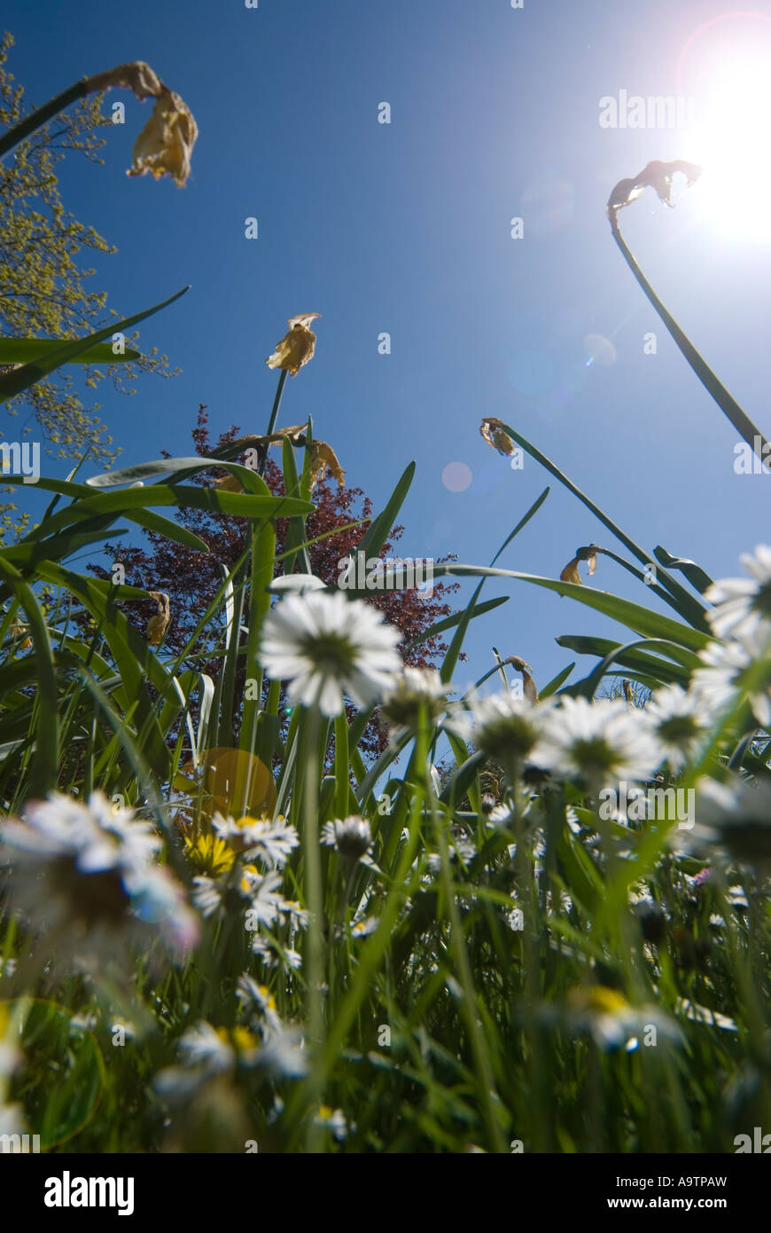 Bellis perennis, Daisy eye view Stock Photo - Alamy