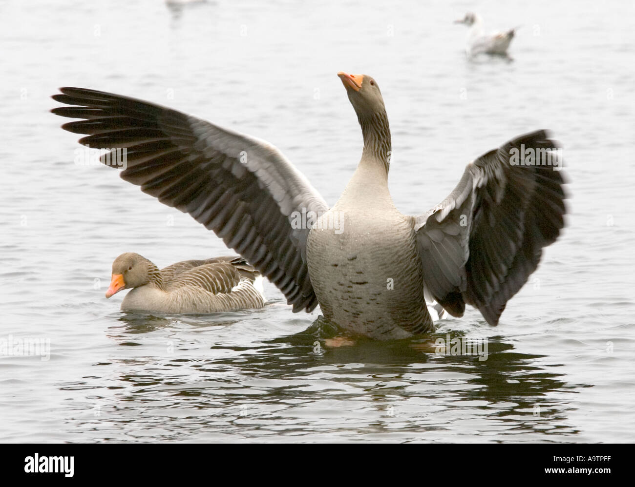 Goose display hi-res stock photography and images - Alamy