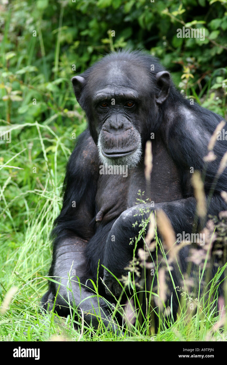 adult female chimpanzee Stock Photo - Alamy