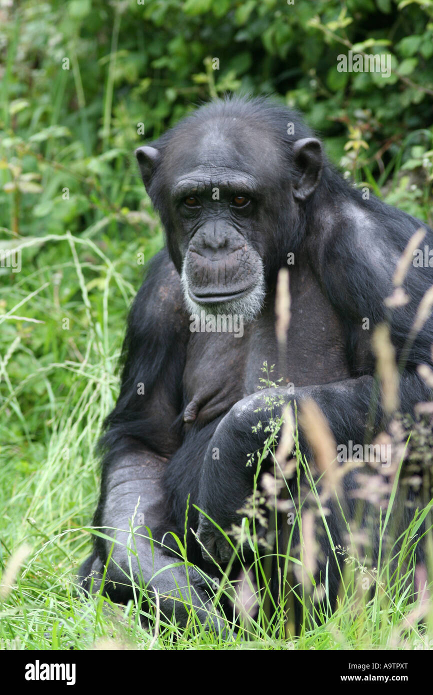 Adult female chimpanzee hi-res stock photography and images - Alamy