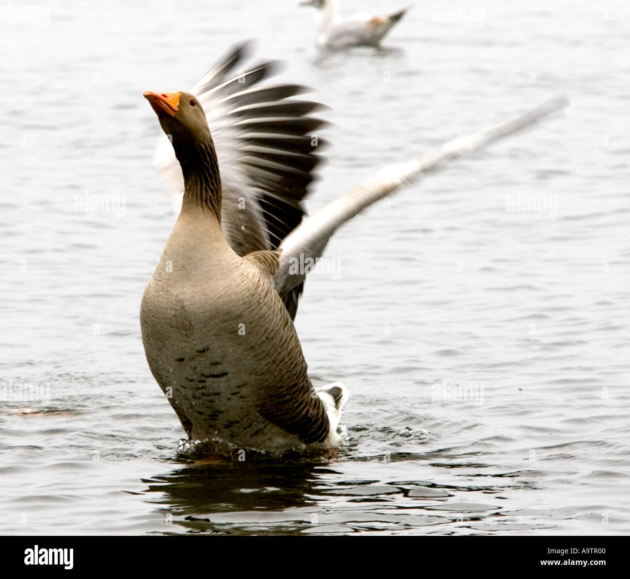Goose display High Resolution Stock Photography and Images - Alamy
