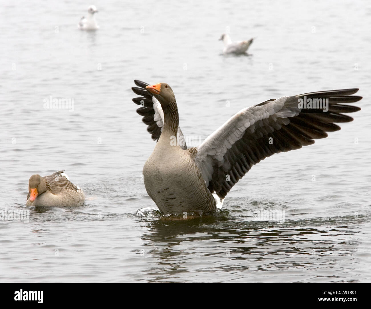 Goose display hi-res stock photography and images - Alamy