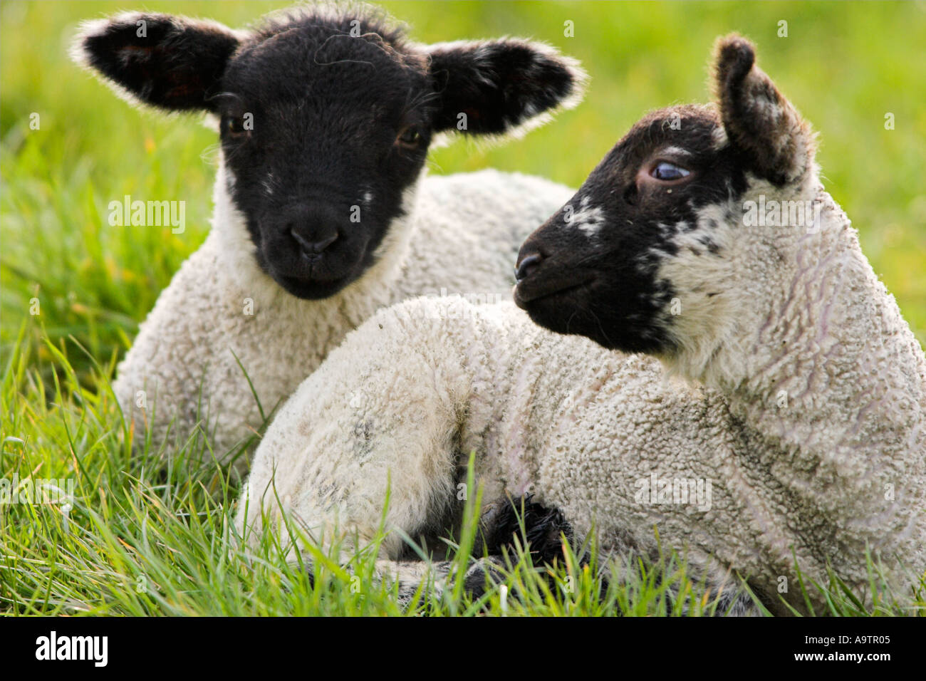 Lambs face hi-res stock photography and images - Alamy