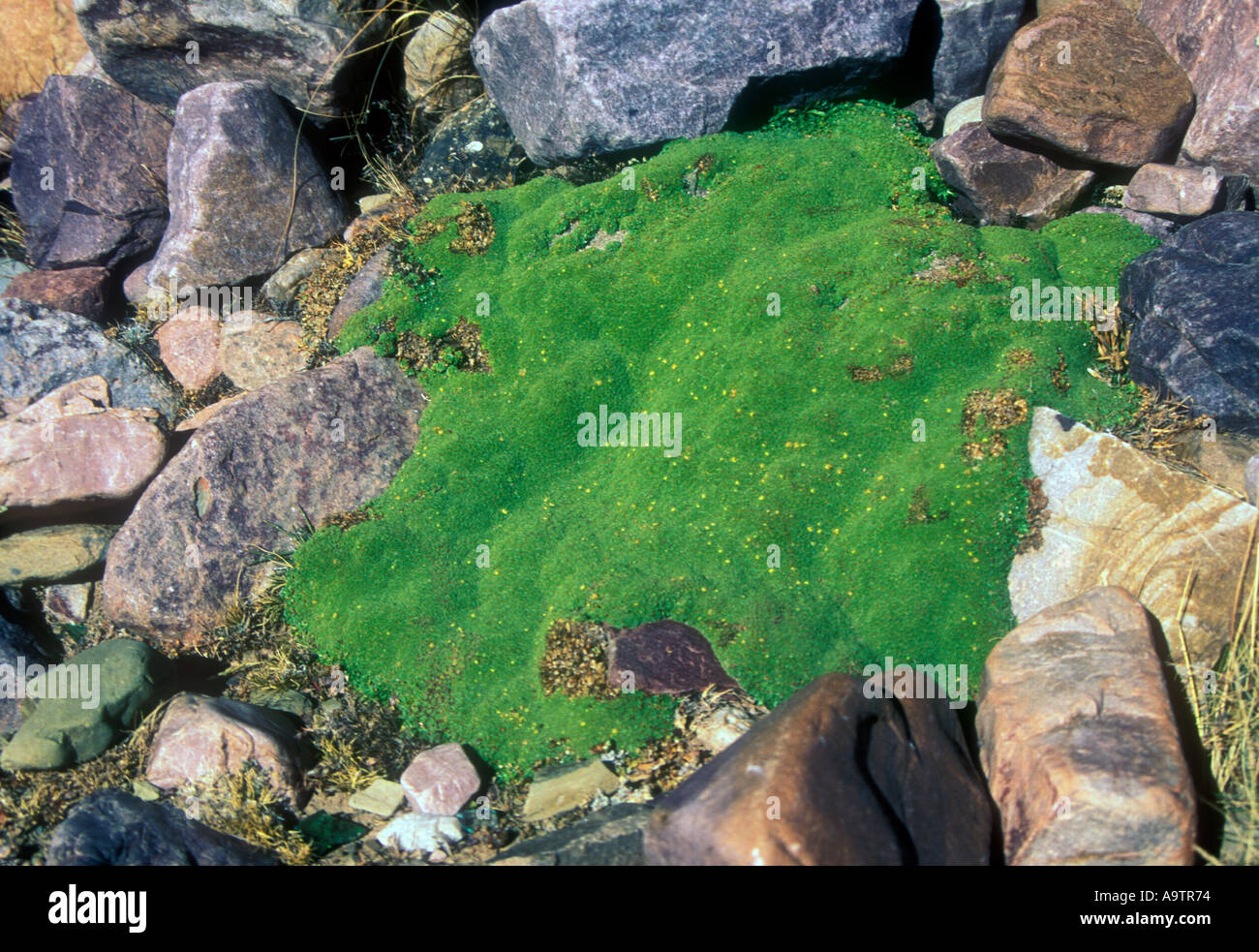 Yareta dwarf plants in Argentinian Puna high altitude ecosystem Stock ...