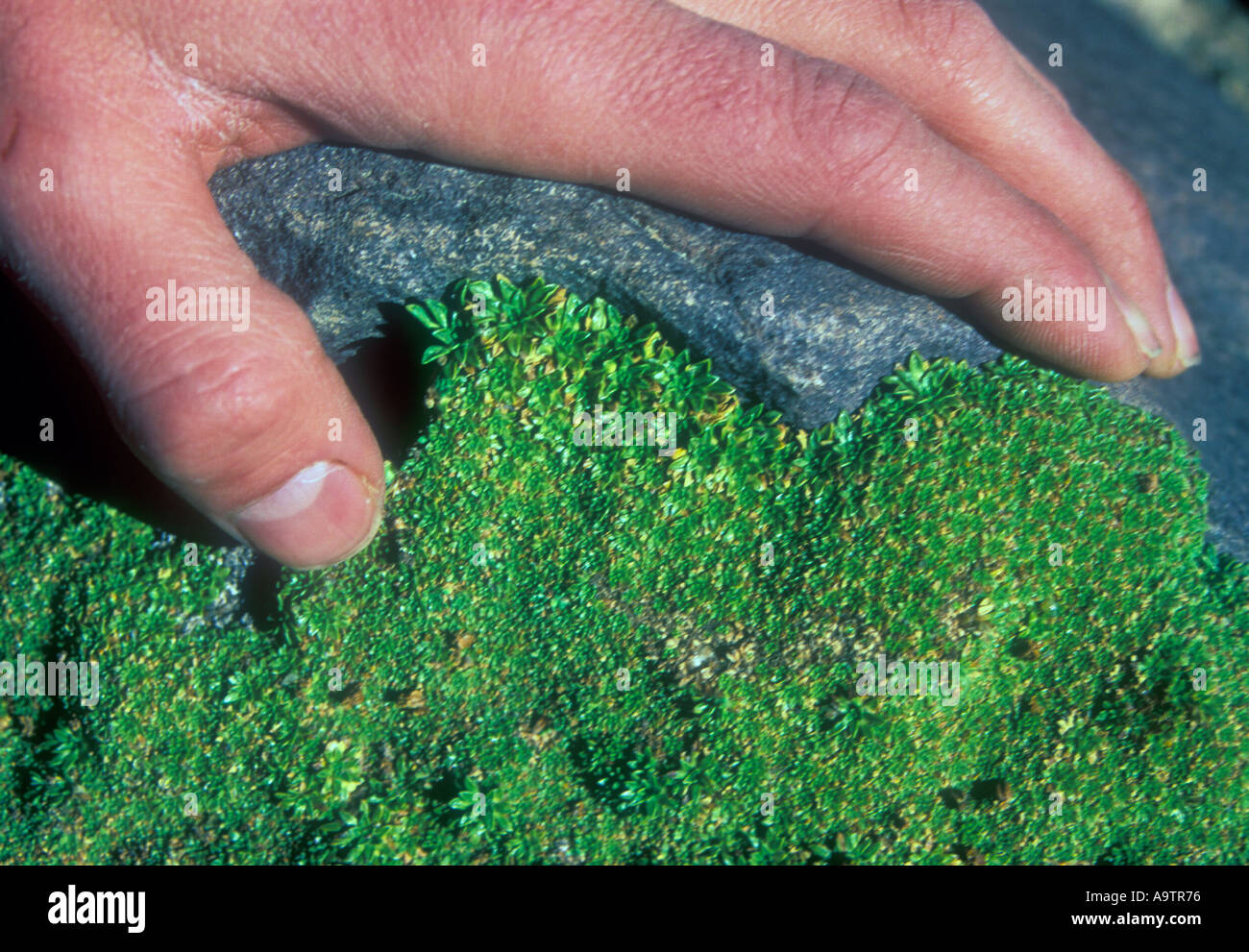 Yareta dwarf plants in Argentinian Puna high altitude ecosystem Stock ...
