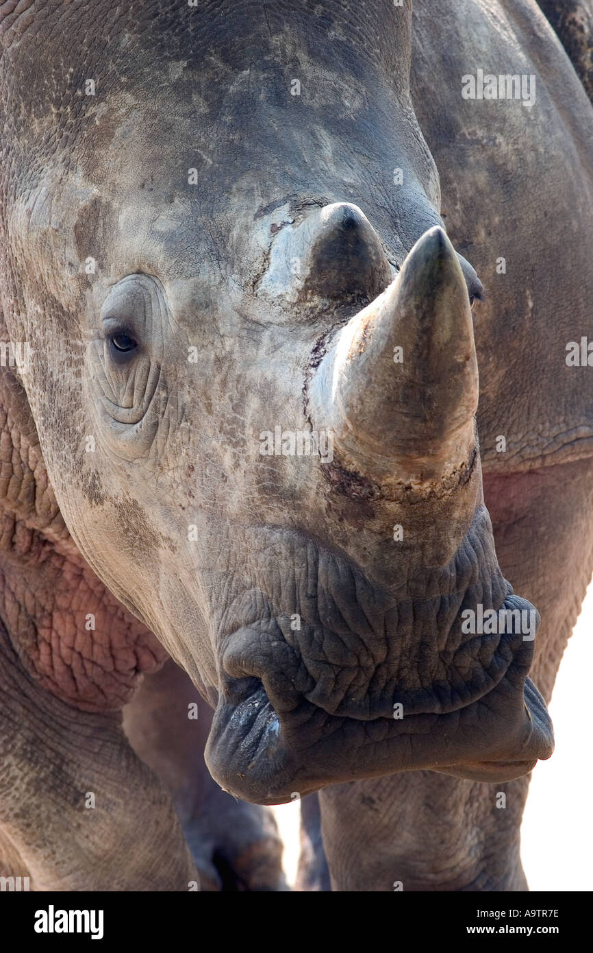 Sad Rhino High Resolution Stock Photography and Images - Alamy