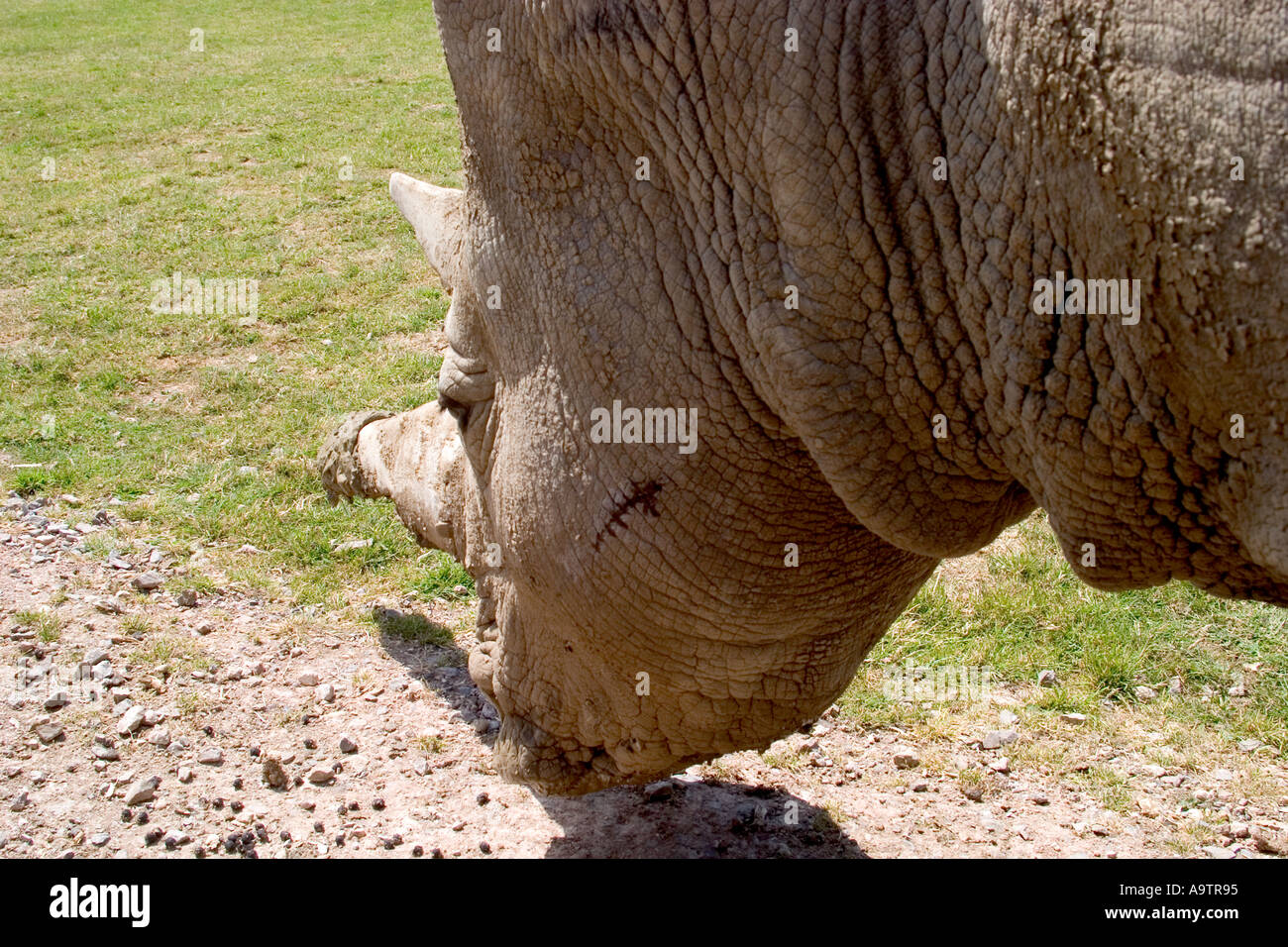 white rhino grazing close up Stock Photo - Alamy