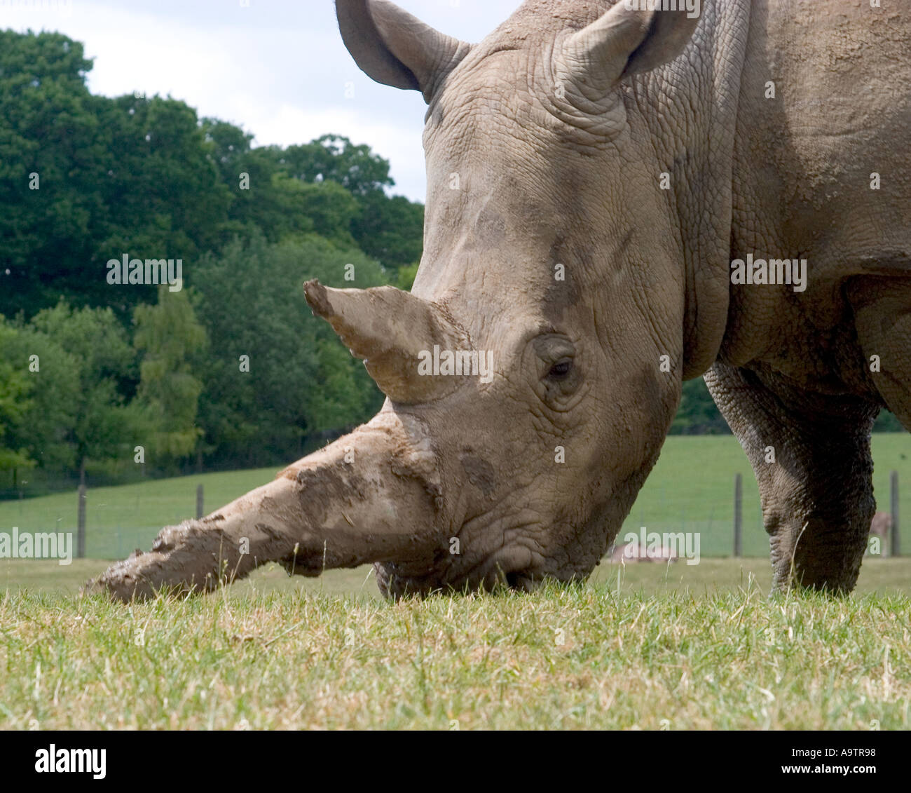 Rhino charge hi-res stock photography and images - Alamy