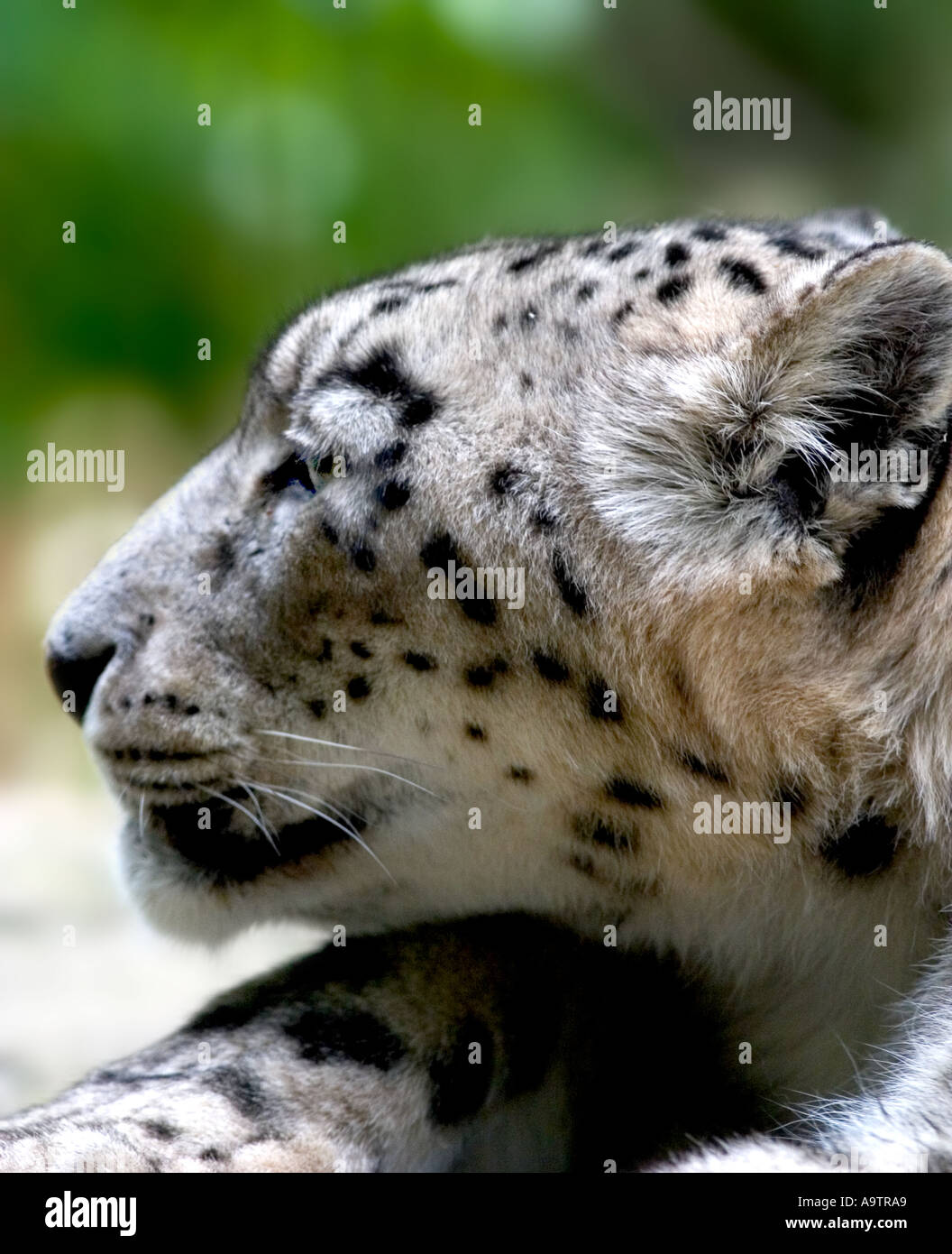 snow leopard profile head shot Stock Photo - Alamy
