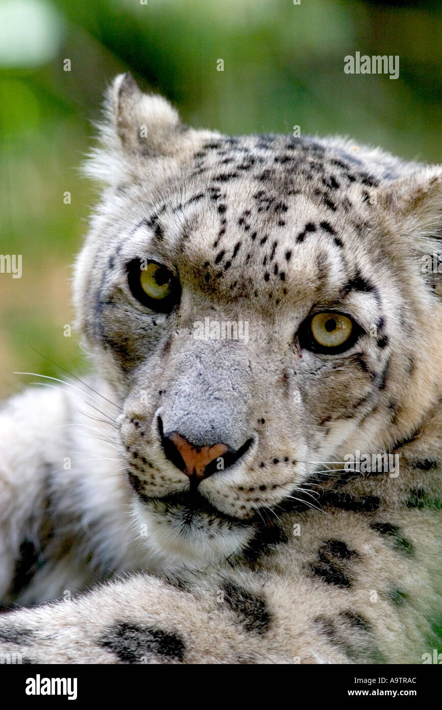 snow leopard close up head shot Stock Photo - Alamy