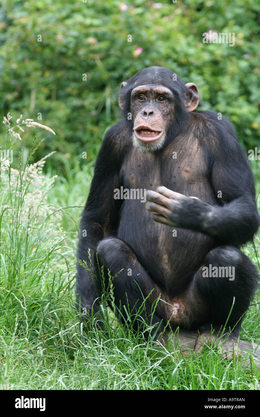 juvenile male chimpanzee Stock Photo - Alamy