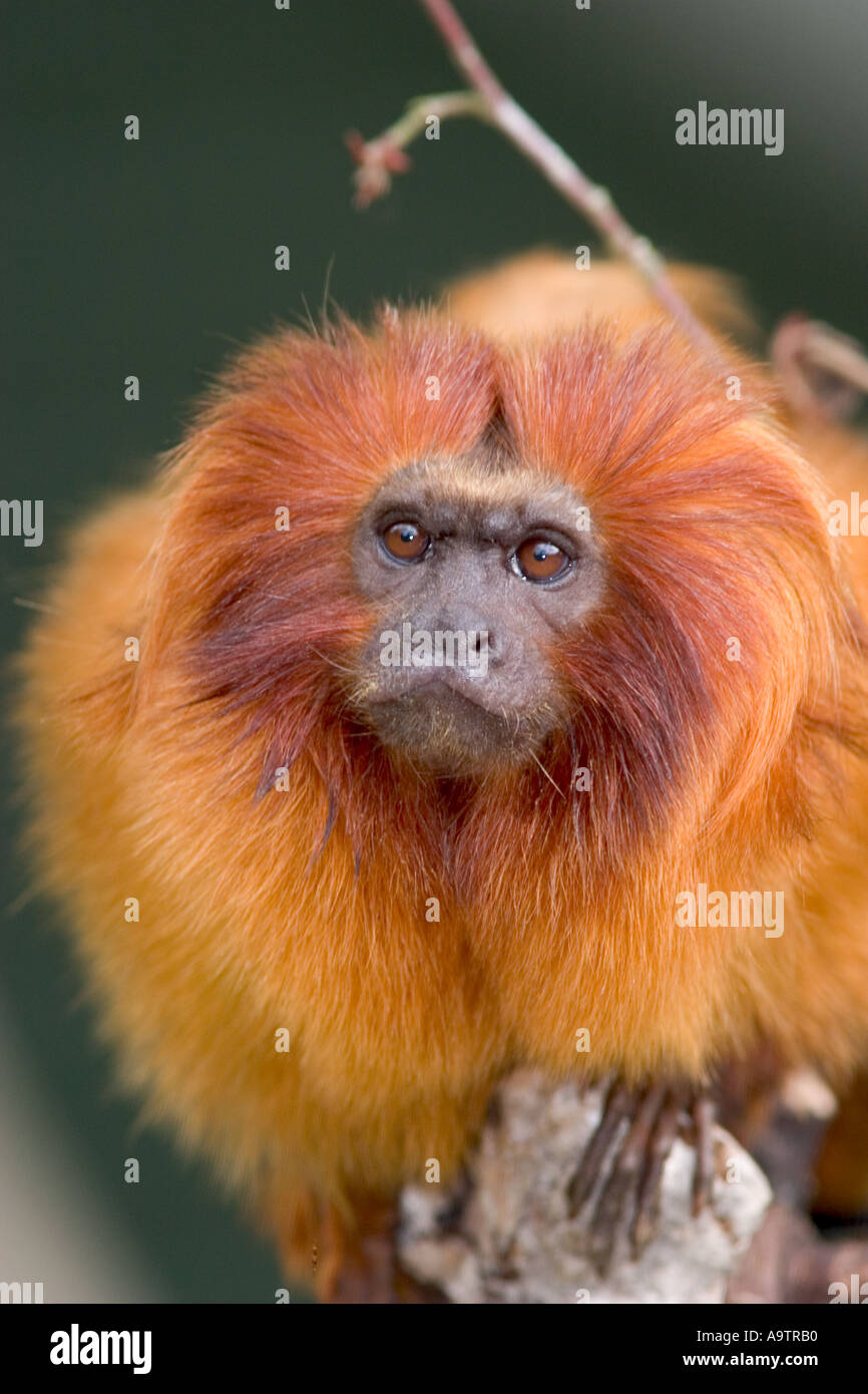 Golden tamarin hi-res stock photography and images - Alamy