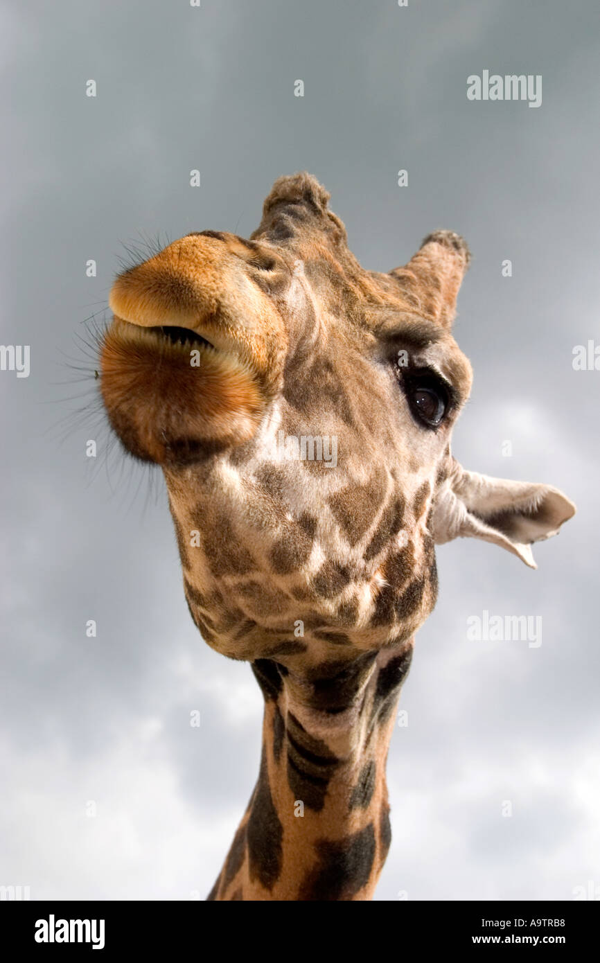 giraffe head shot with cheeky look Stock Photo - Alamy