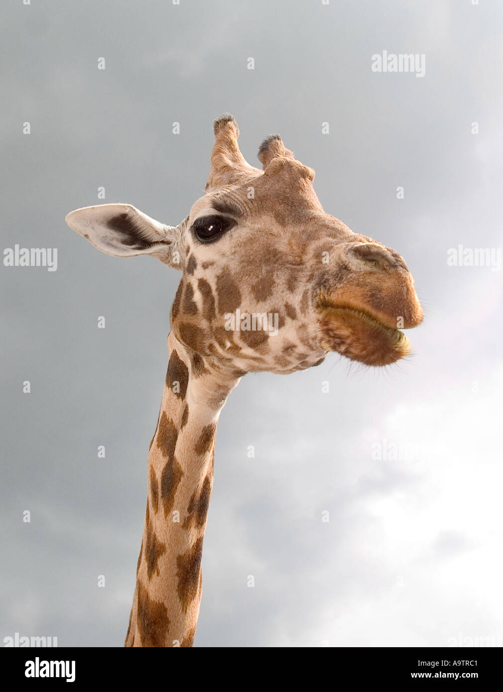 giraffe head shot from below Stock Photo - Alamy