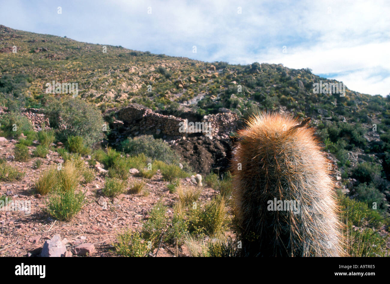 Oreocereus cacti from high altitude Puna desert ecosystem in Northern ...