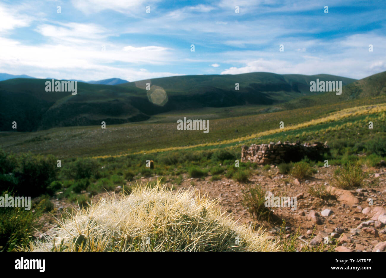 Cacti from high altitude Puna desert ecosystem from Northern Argentina ...