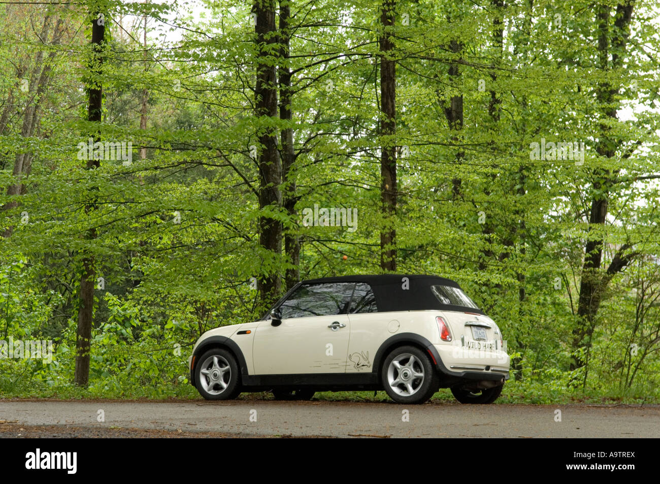 MINI Cooper convertible parked on a dirt road with tall trees in ...